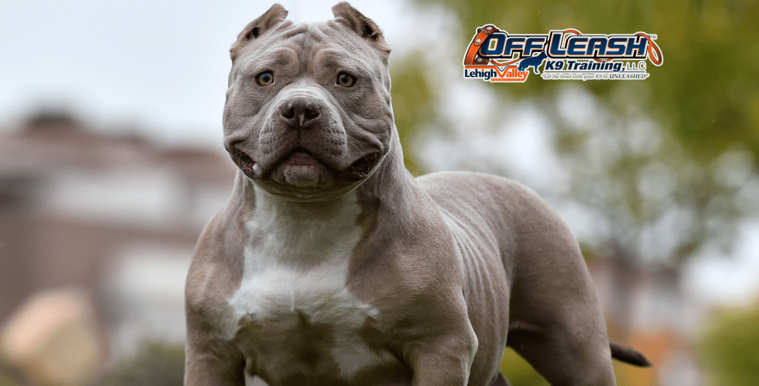 5 Powerful Facts About the American Bully You Need to Know
