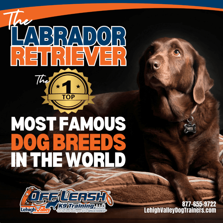 8 Amazing Facts About Labradors: Why They’re #1 in the World