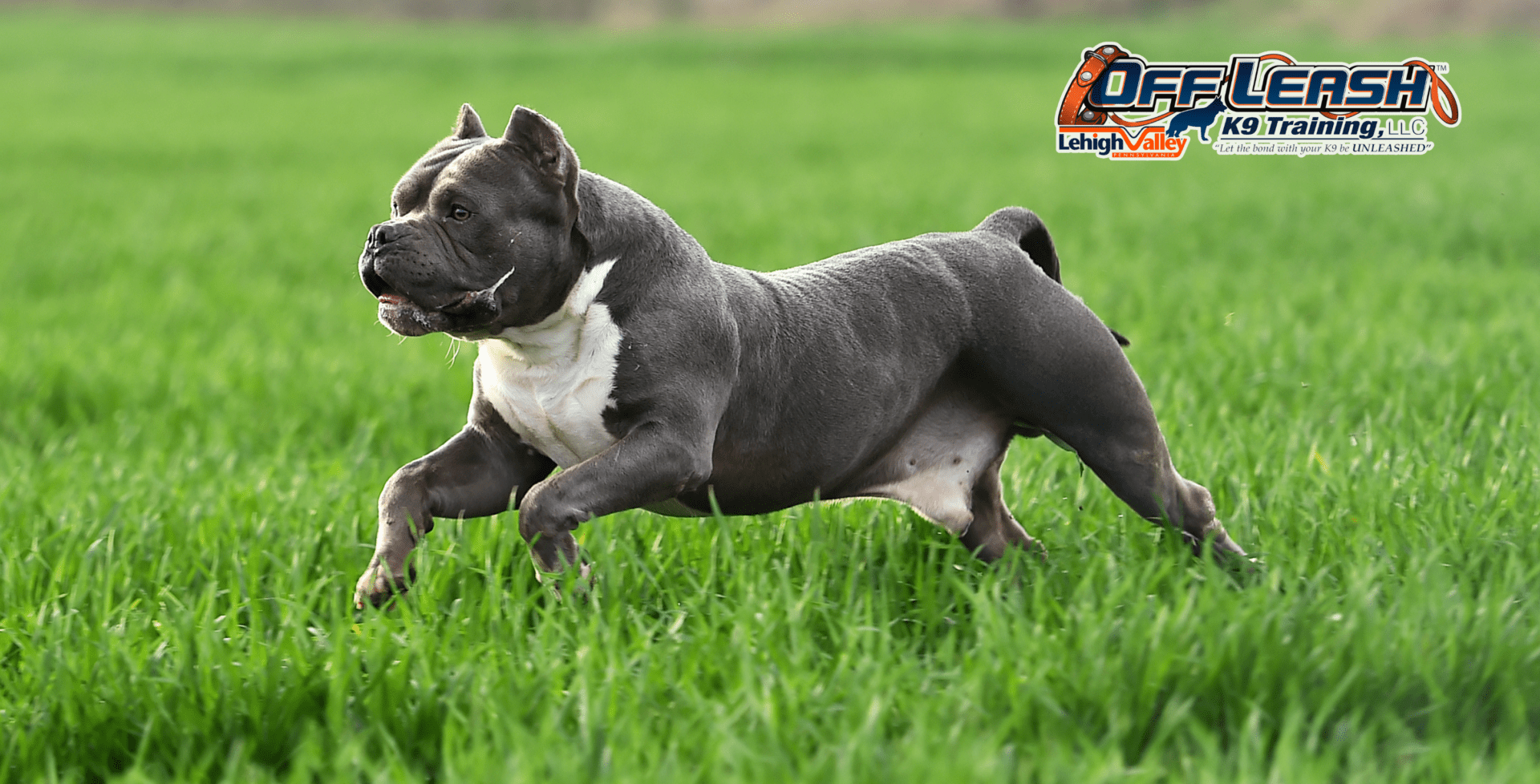 5 Powerful Facts About the American Bully You Need to Know