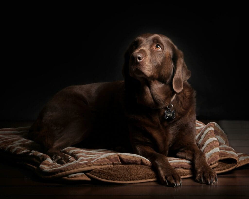 6 Super Senses That Prove Dogs Are More Than Just Pets