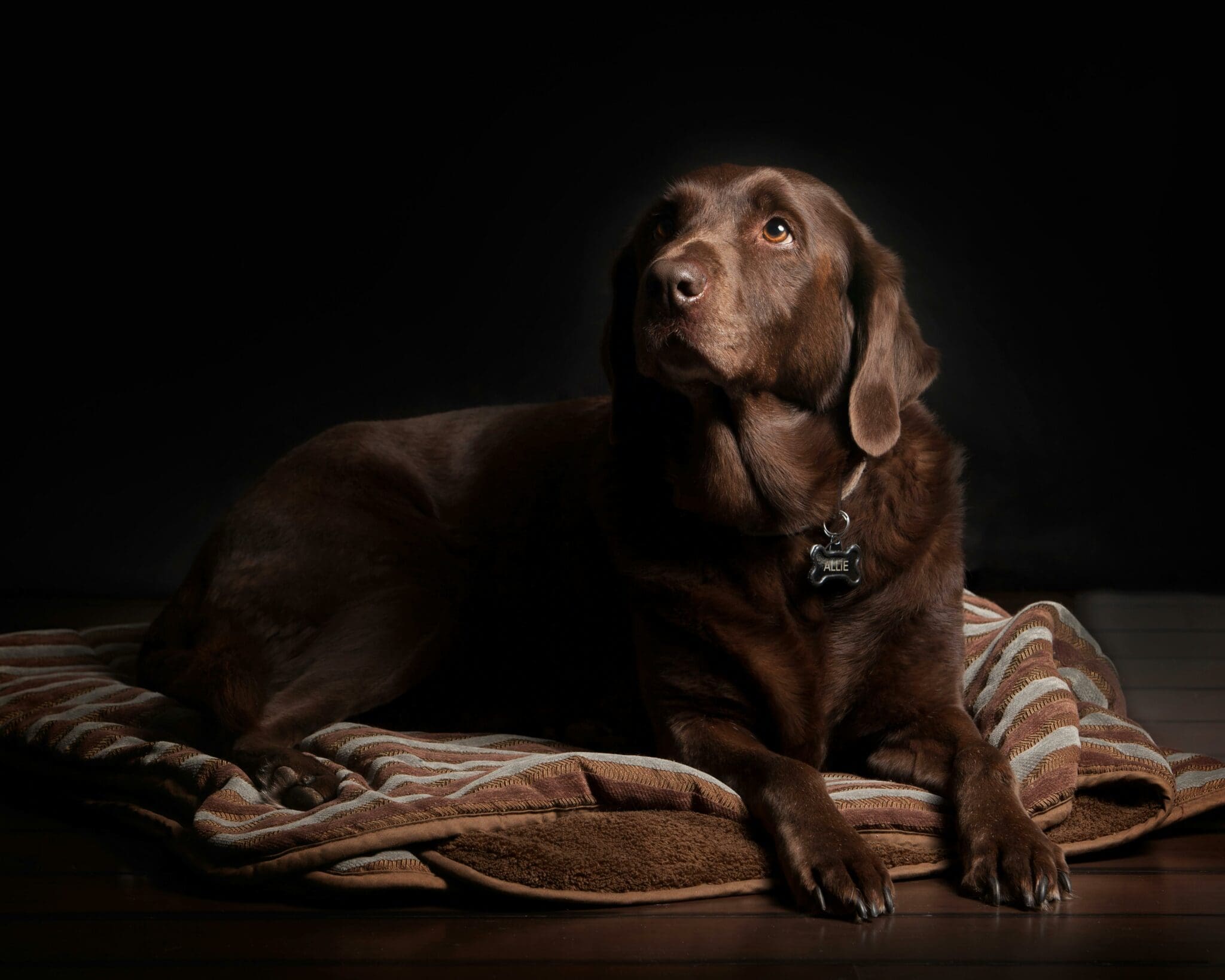 6 Super Senses That Prove Dogs Are More Than Just Pets