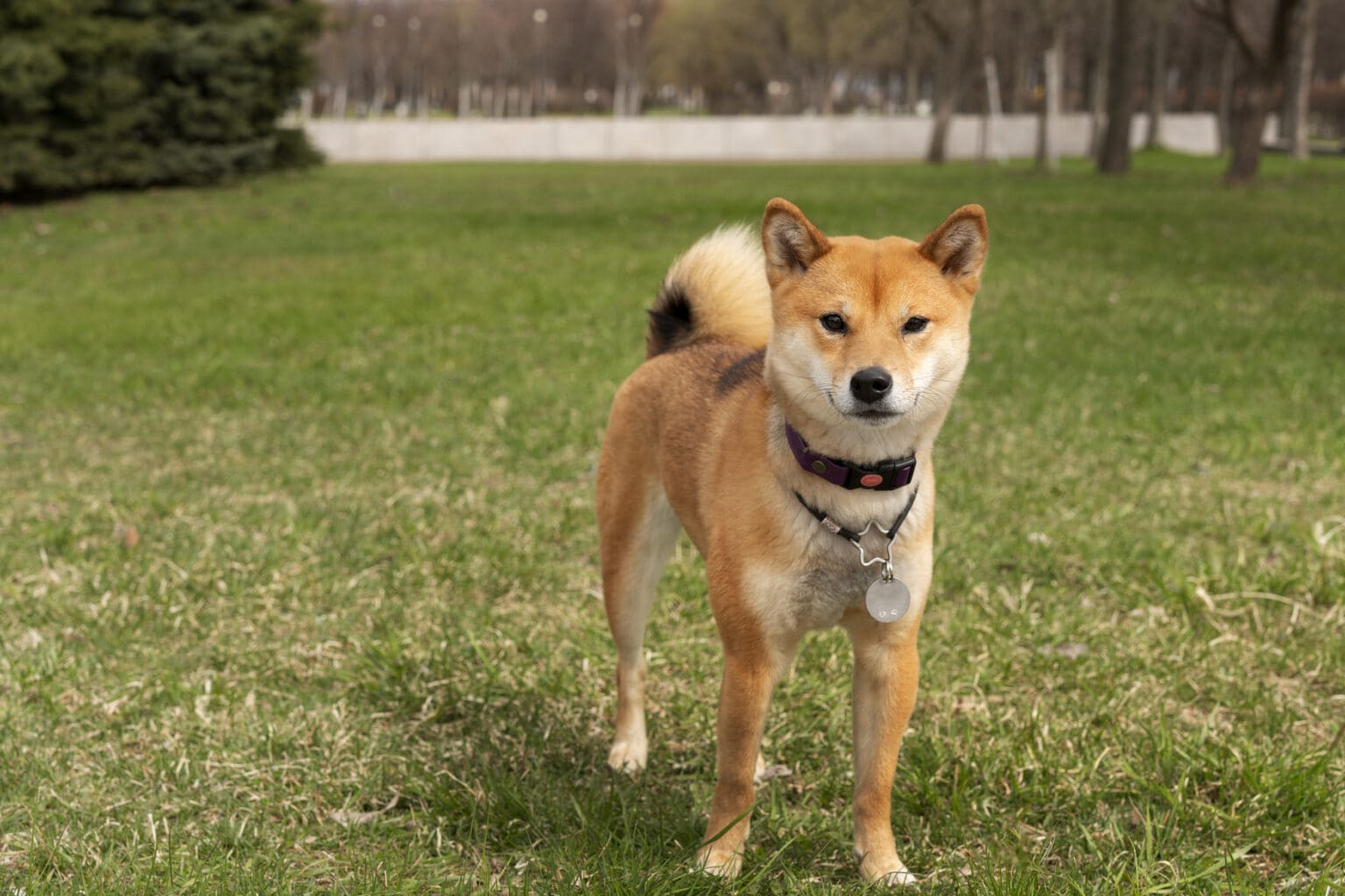 7 Astonishing Facts About Shiba Inu Every Owner Should Know